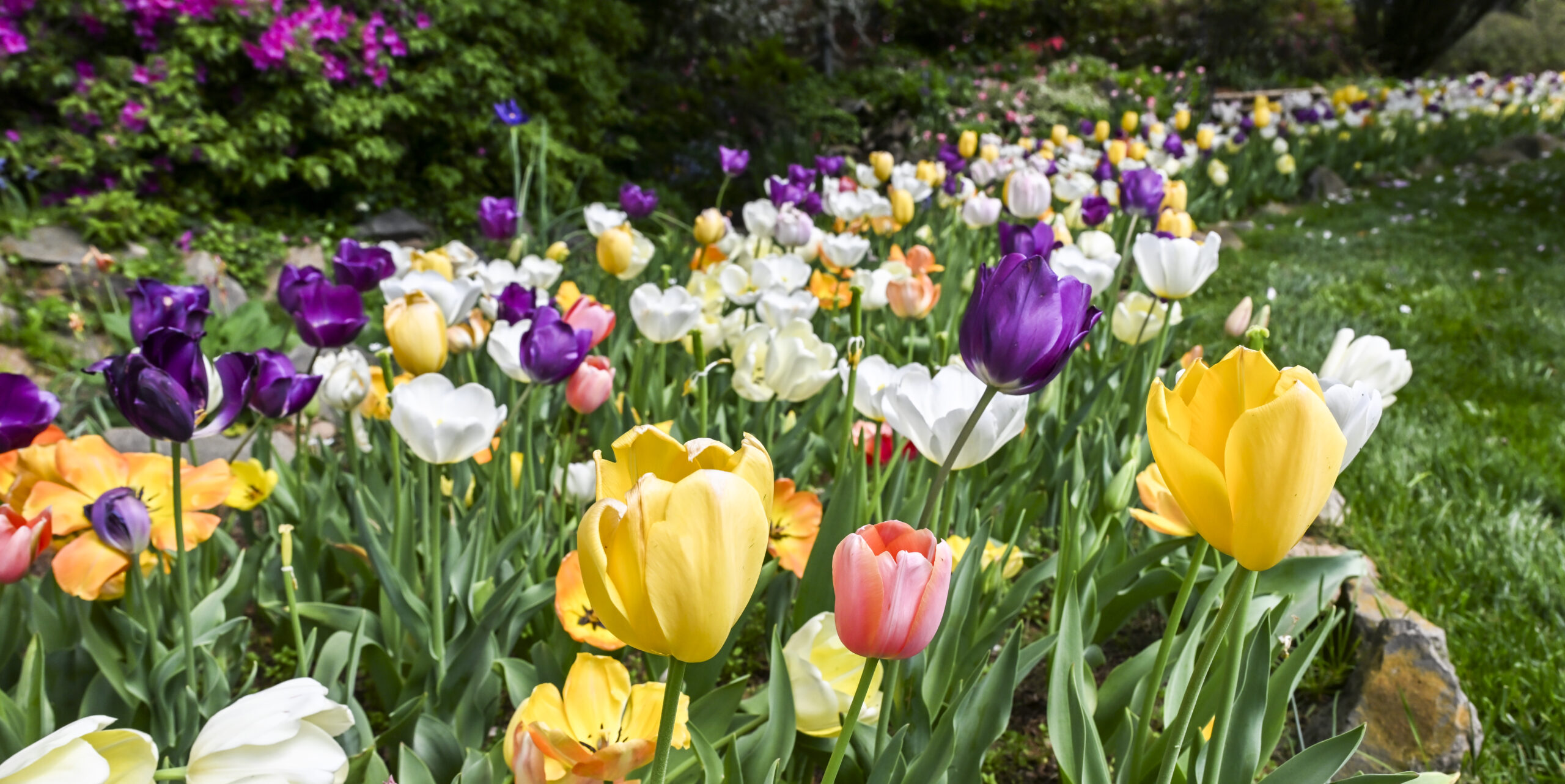 Visiting Cabarrus County, NC in Springtime (Plan Your Trip)